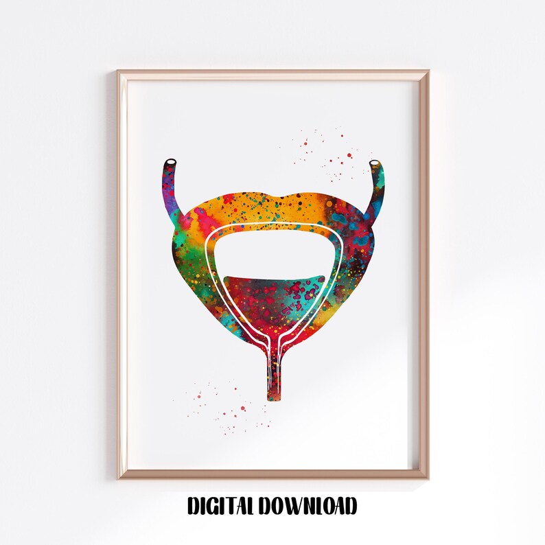 Bladder Urinary System Human Bladder Urology Urinary System | Etsy