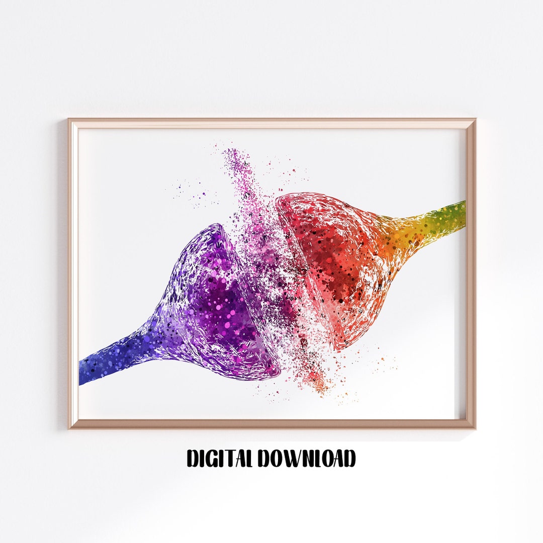 Human Nerve Cell Synapse Receptor Brain Neurology Neurotransmitters ...