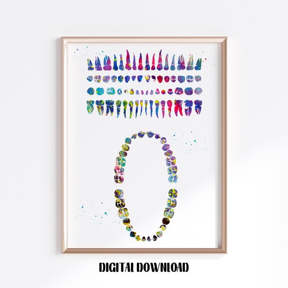 Teeth Anatomy Art Illustration Dental Poster Medical Science - Etsy