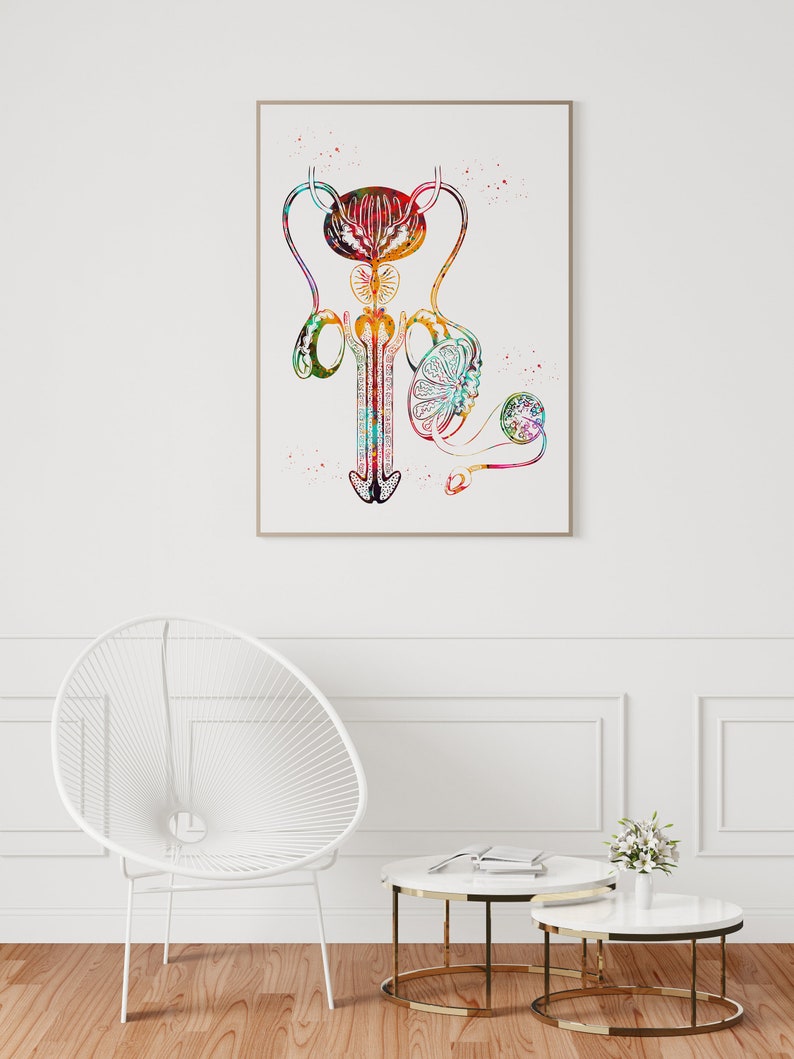 Human Male Reproductive System Anatomy Poster Medical Science - Etsy