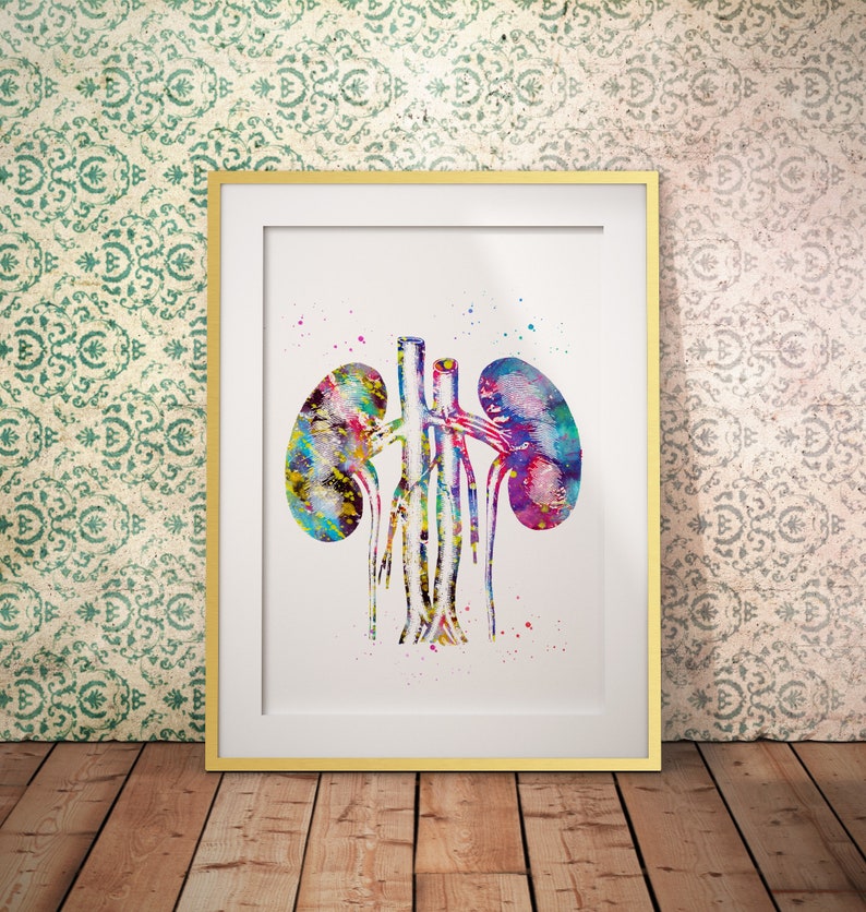 Kidneys Anatomy Urology Illustration Poster Medical Science - Etsy