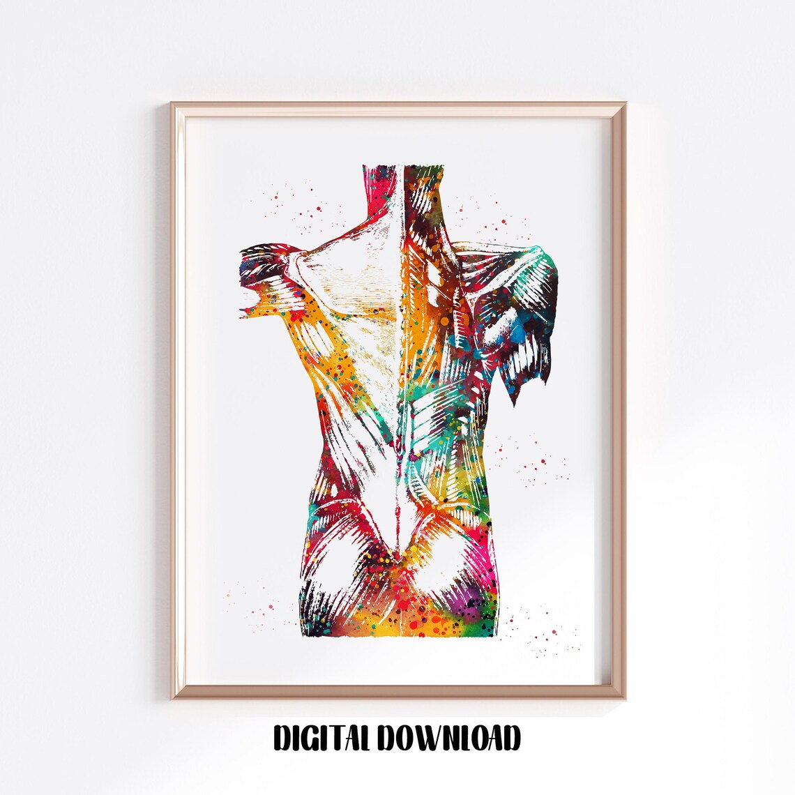 Anatomy of Superficial Muscles Back Biology Poster Medical - Etsy