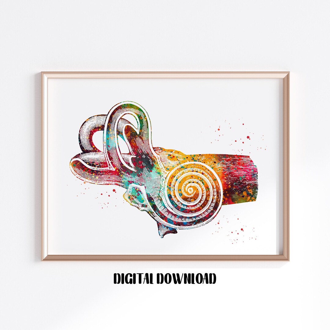 Human Ear Anatomy Audiology Cross Section of Ear Poster - Etsy