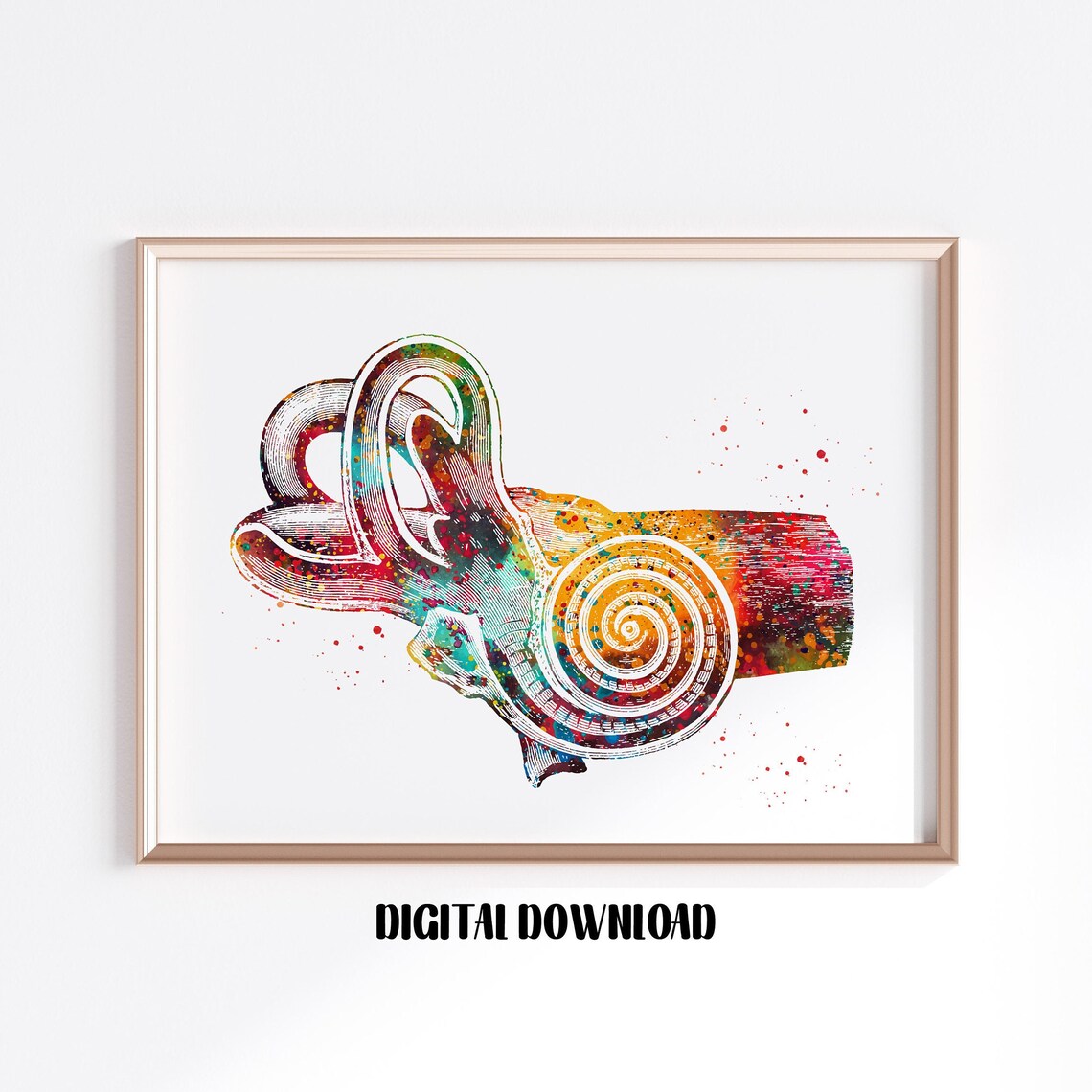 Human Ear Anatomy Audiology Cross Section of Ear Poster | Etsy