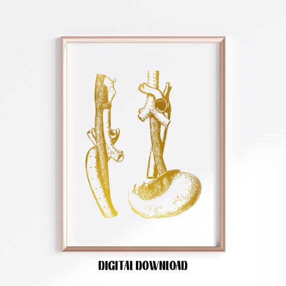 Esophagus and Stomach Anatomy Poster Medical Science Golden - Etsy