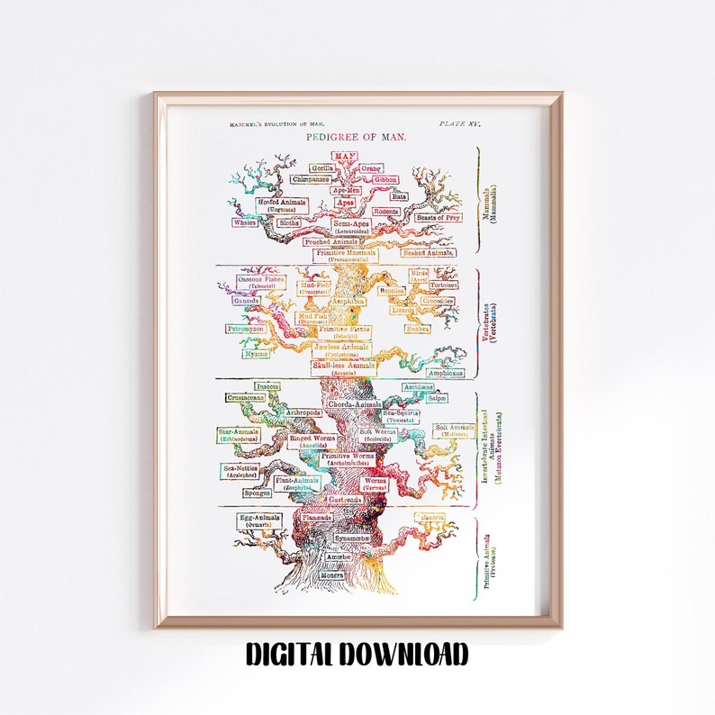 Haeckel's Evolution of Man Pedigree of Man Tree of Life - Etsy