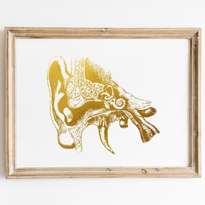 Human Ear Anatomy Audiology Poster Cross Section of Ear Golden Art ...