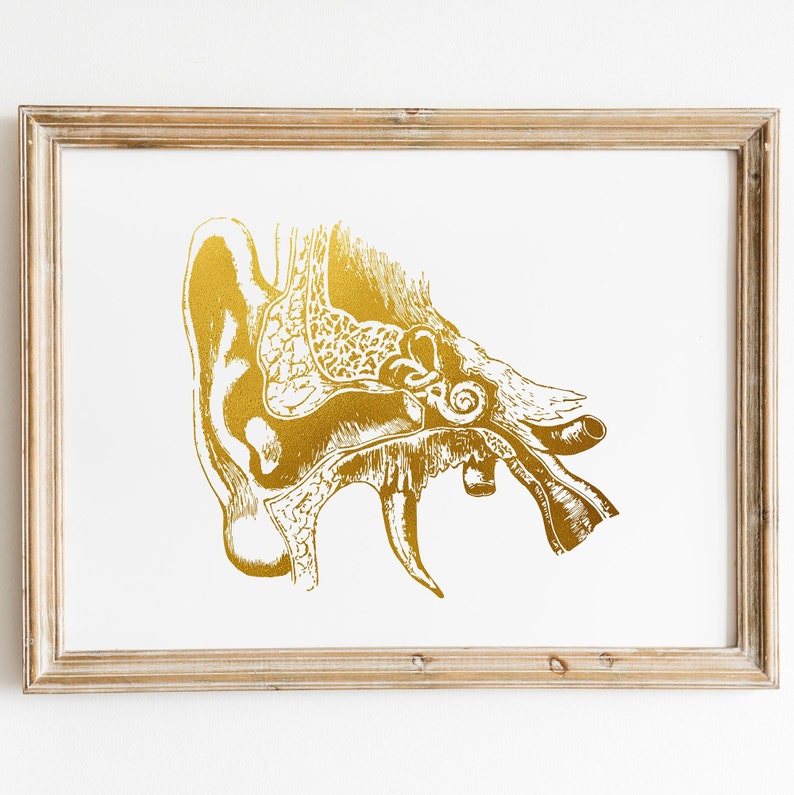 Human Ear Anatomy Audiology Poster Cross Section of Ear Golden - Etsy