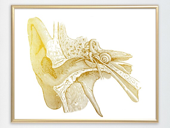 Human ear Anatomy audiology poster cross section of ear Golden | Etsy