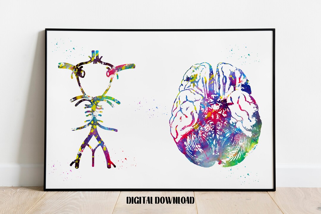 Circle of Willis Brain Anatomy Poster Medical Science - Etsy UK