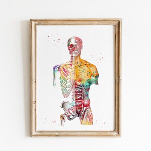 Bones and Muscles of the Torso Anatomy Musculoskeletal System Poster ...