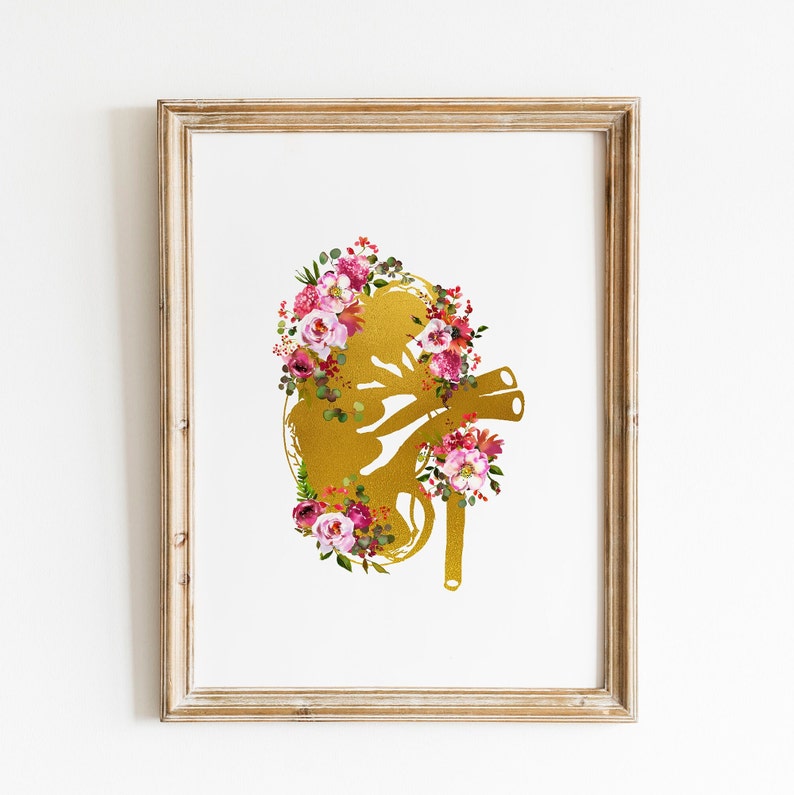 Kidney Section Human Anatomy Urology Poster Science Medical - Etsy