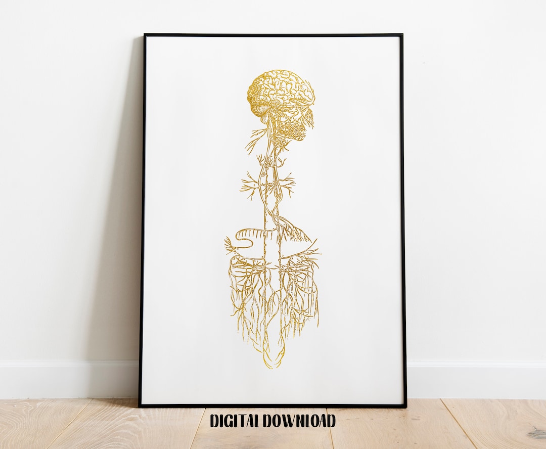 Vagus Nerve Art Parasympathetic Nervous System Poster Medical Science ...