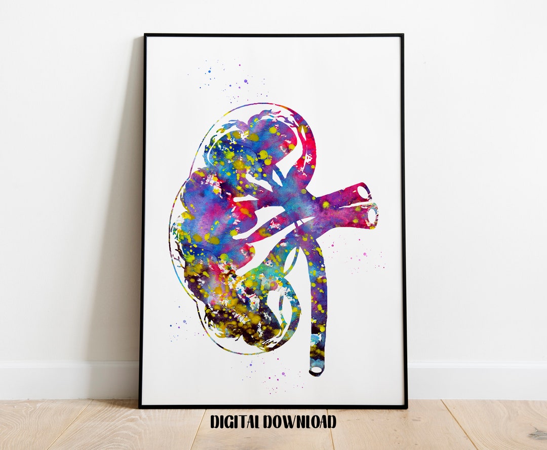 Kidney Section Human Anatomy Urology Poster Medical Science - Etsy