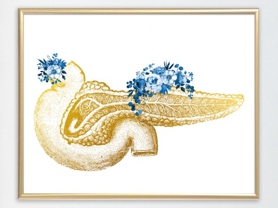 Pancreas Human Anatomy Internal Organs Pancreas Poster Floral | Etsy Canada