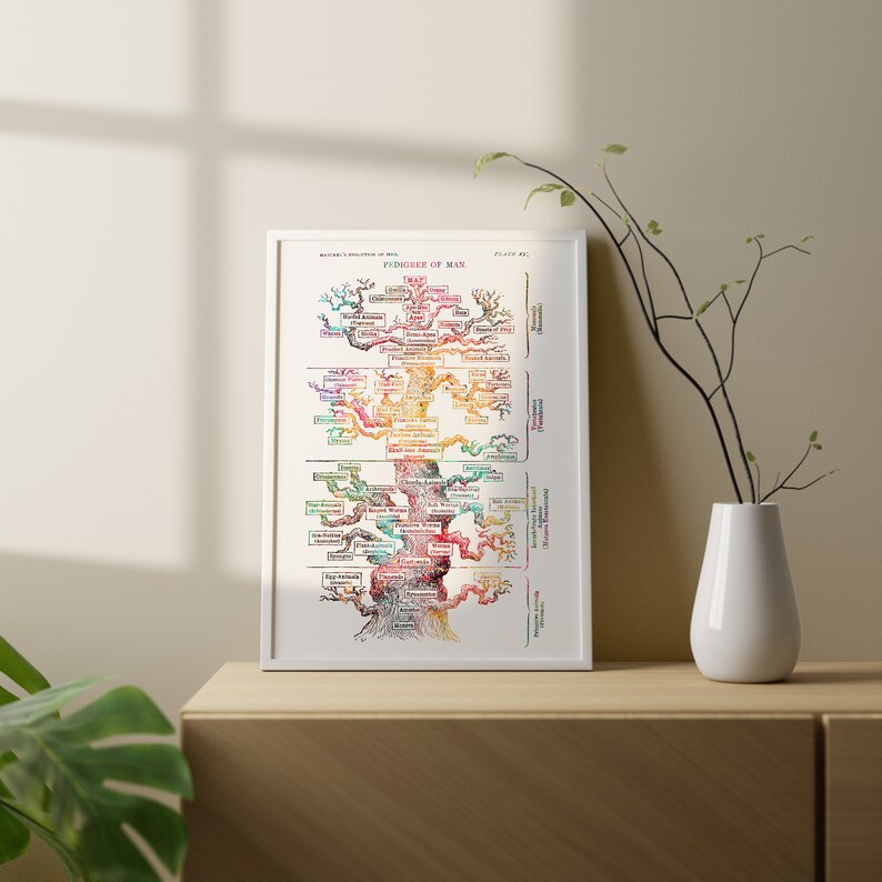 Haeckel's Evolution of Man Pedigree of Man Tree of Life - Etsy