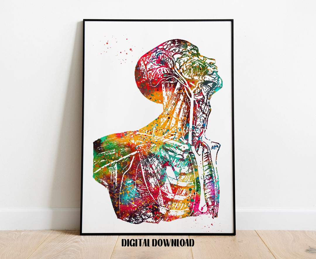 Head and Torso Anatomy Art Human Head Neck and Shoulder Poster Medical ...