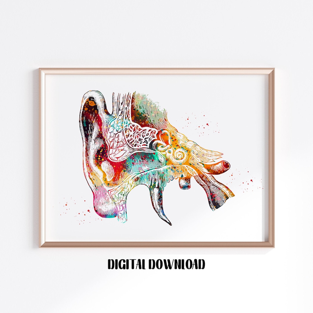 Human Ear Anatomy Audiology Cross Section of Ear Poster Medical Science ...