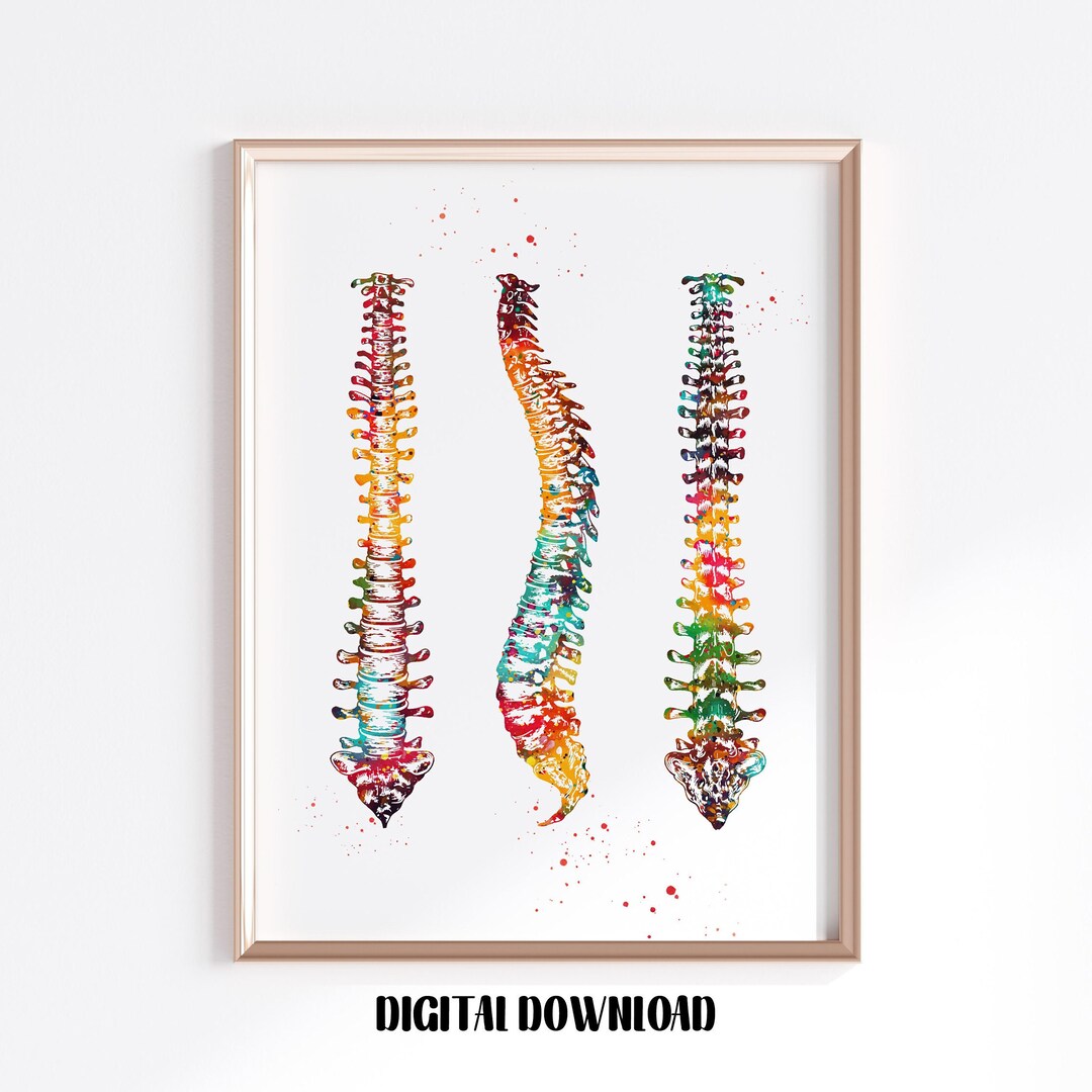 Human Spine Spinal Cord Anatomy Art Vertebral Column Poster Medical ...