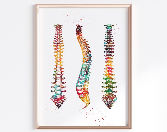 Spinal Column, Human Spine Anatomy Art Watercolor Print, Vertebral ...