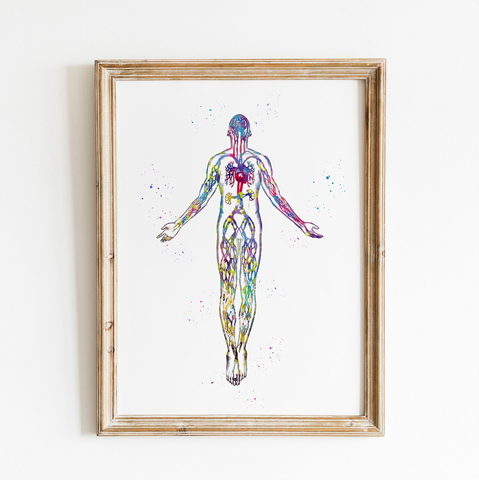 Human Vascular System Human Body Anatomy Biology Poster Medical Science ...