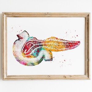 Pancreas Human Anatomy Internal Organs Poster Medical Science ...