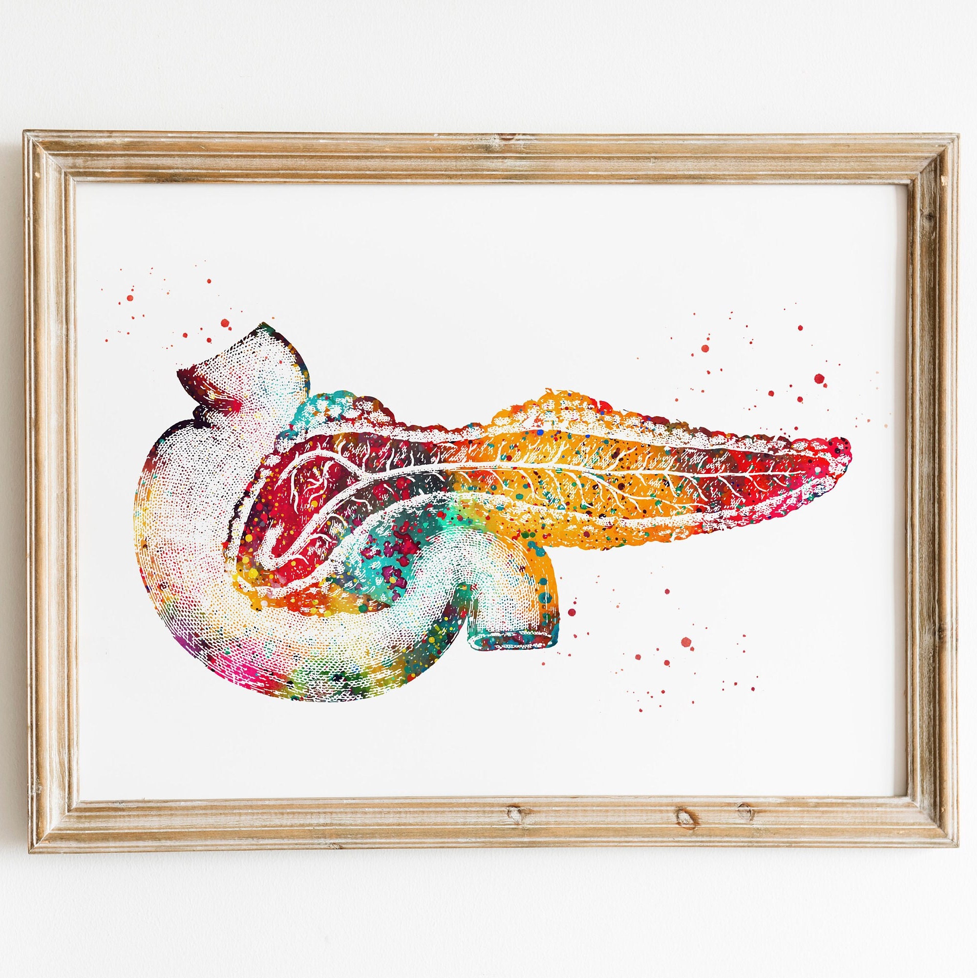 Pancreas Human Anatomy Internal Organs Poster Medical Science ...