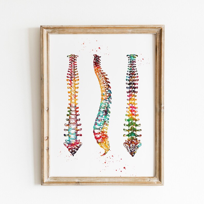 Spine Anatomy Art: Watercolor Vertebral Column Poster (digital Download ...