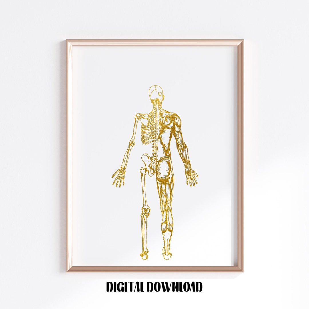 Bones and Muscles Anatomy Musculoskeletal System Back View Poster ...