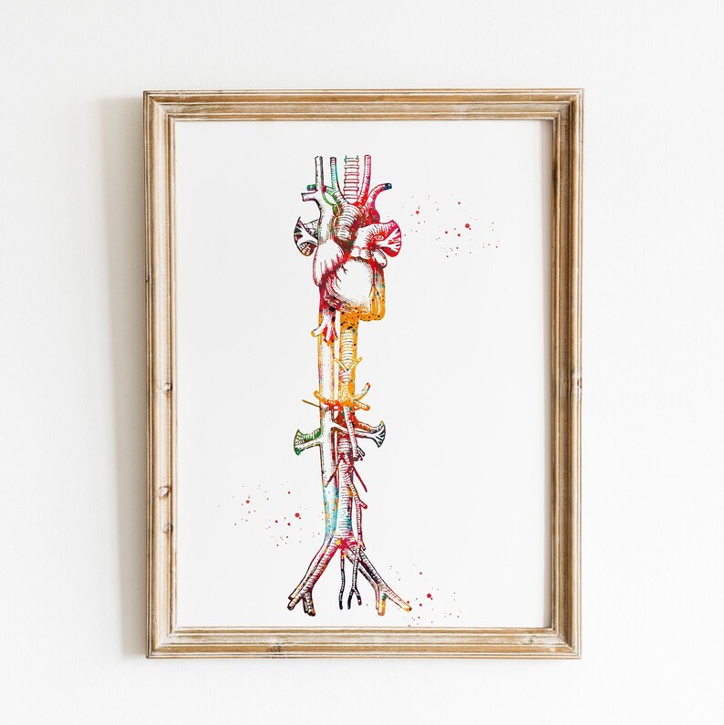 Aorta Vein and Heart Poster Surgery Anatomical Medical Science - Etsy