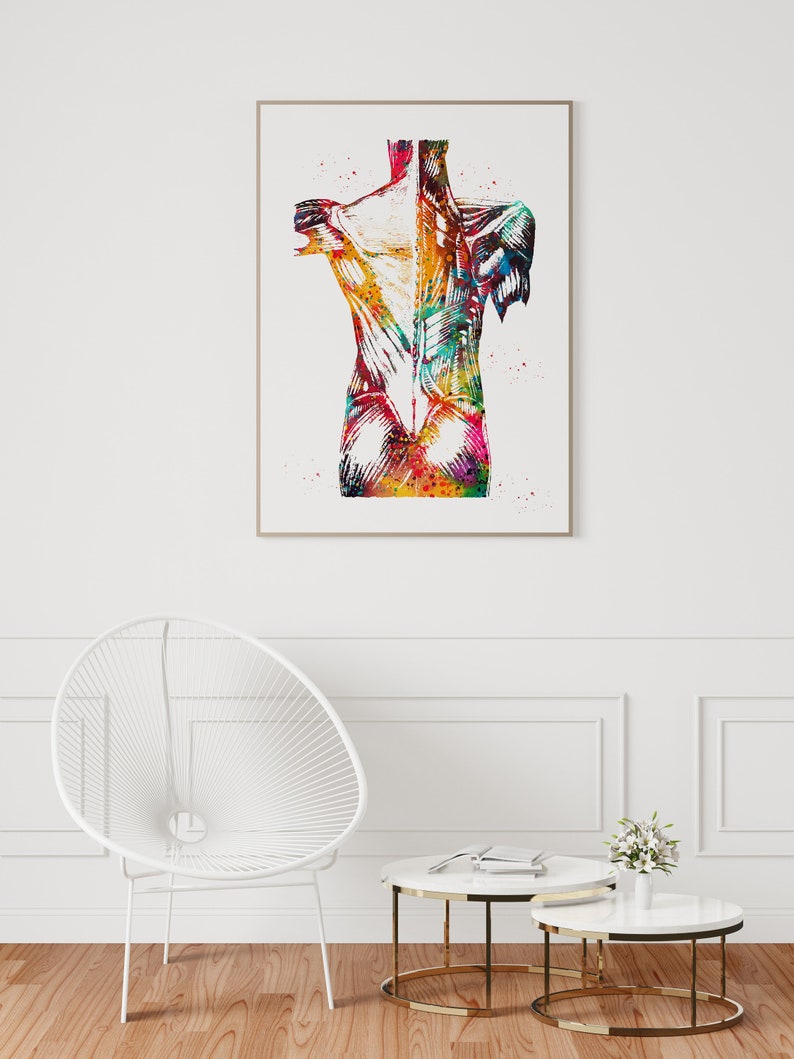 Anatomy of Superficial Muscles Back Biology Poster Medical - Etsy