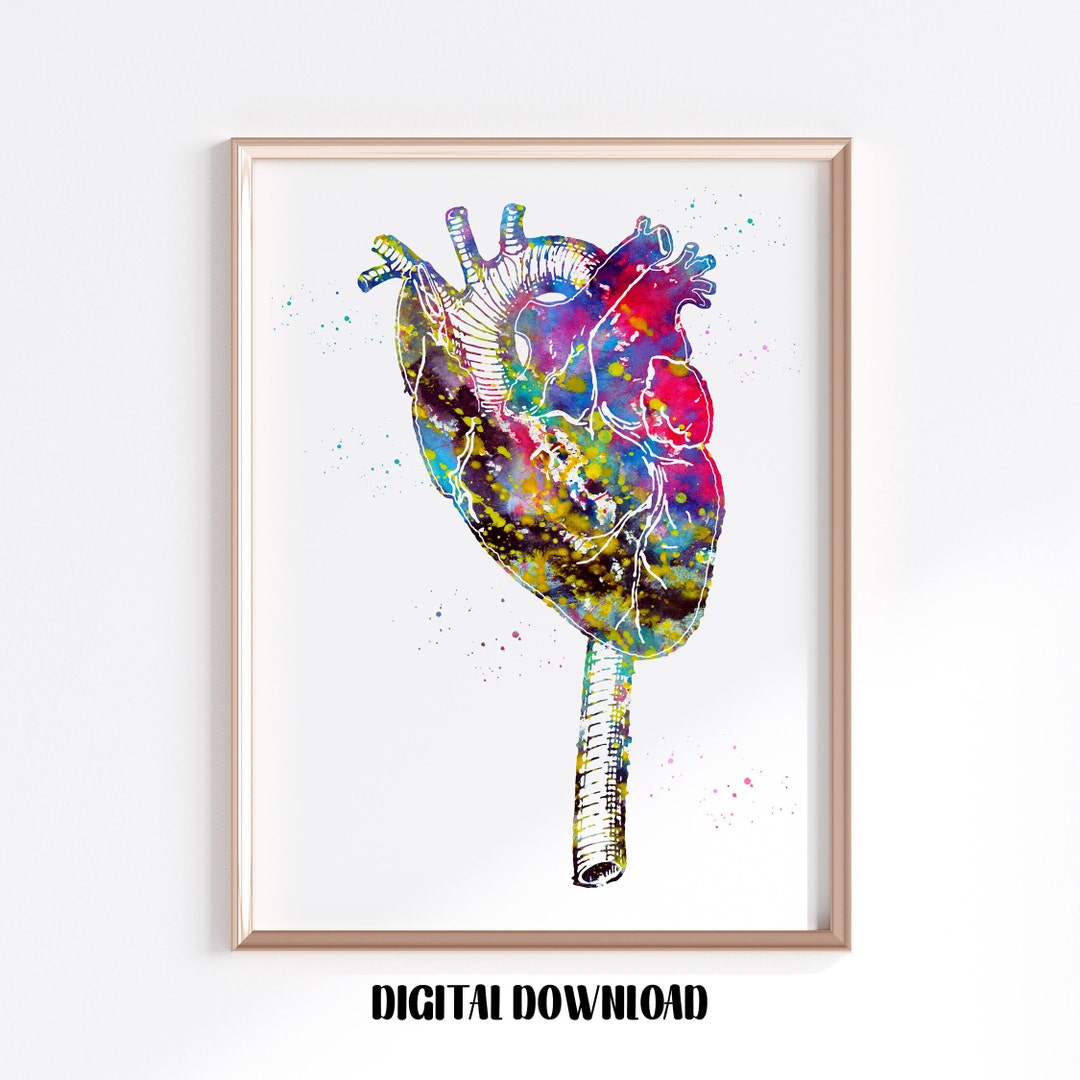 Aorta and Heart Anatomy Surgery Anatomical Biology Poster - Etsy