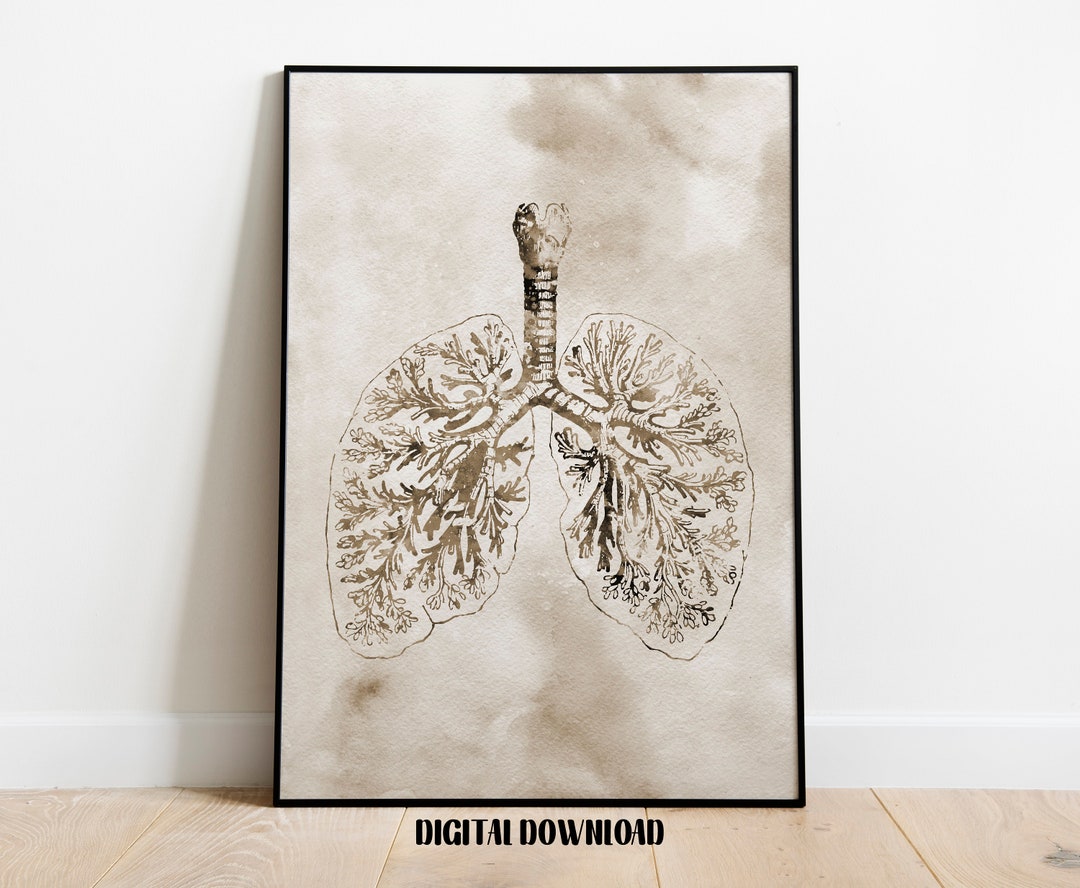 Anatomical Lungs Alveolar Respiratory System Human Lungs Illustration ...