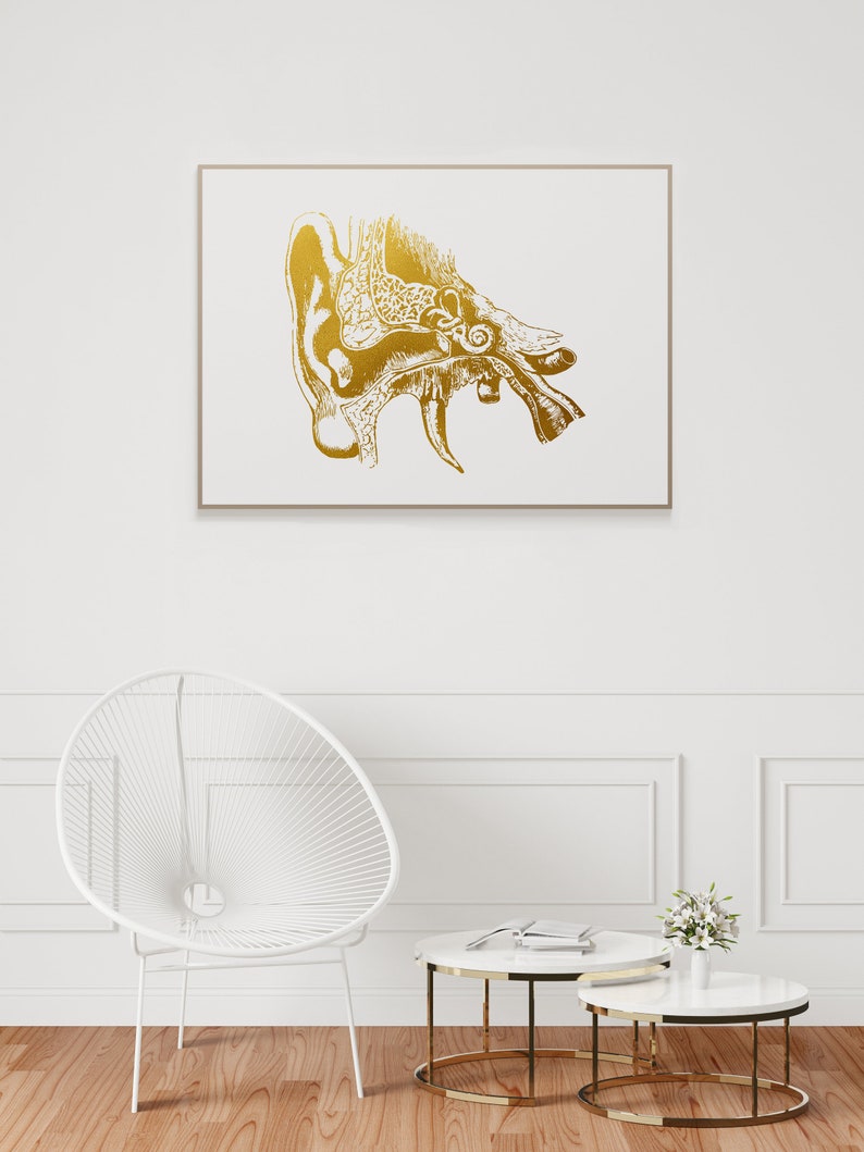 Human Ear Anatomy Audiology Poster Cross Section of Ear Golden - Etsy