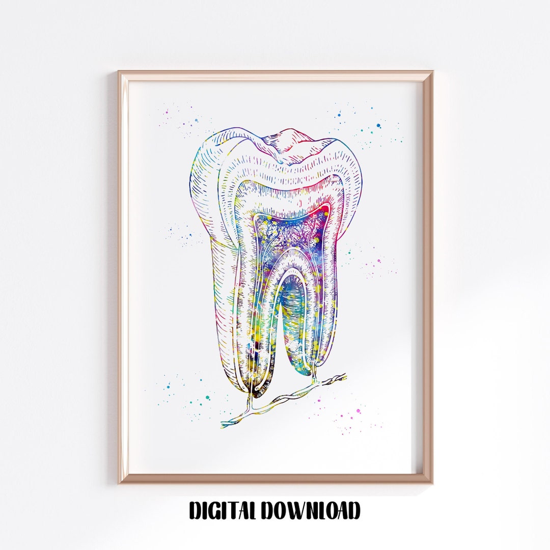 Human Tooth Structure Tooth Cross Section Surgeon Dental Clinic Decor ...