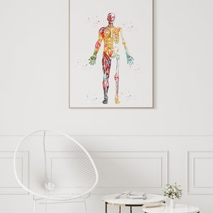 Bones and Muscles Anatomy Musculoskeletal System Front View Poster ...