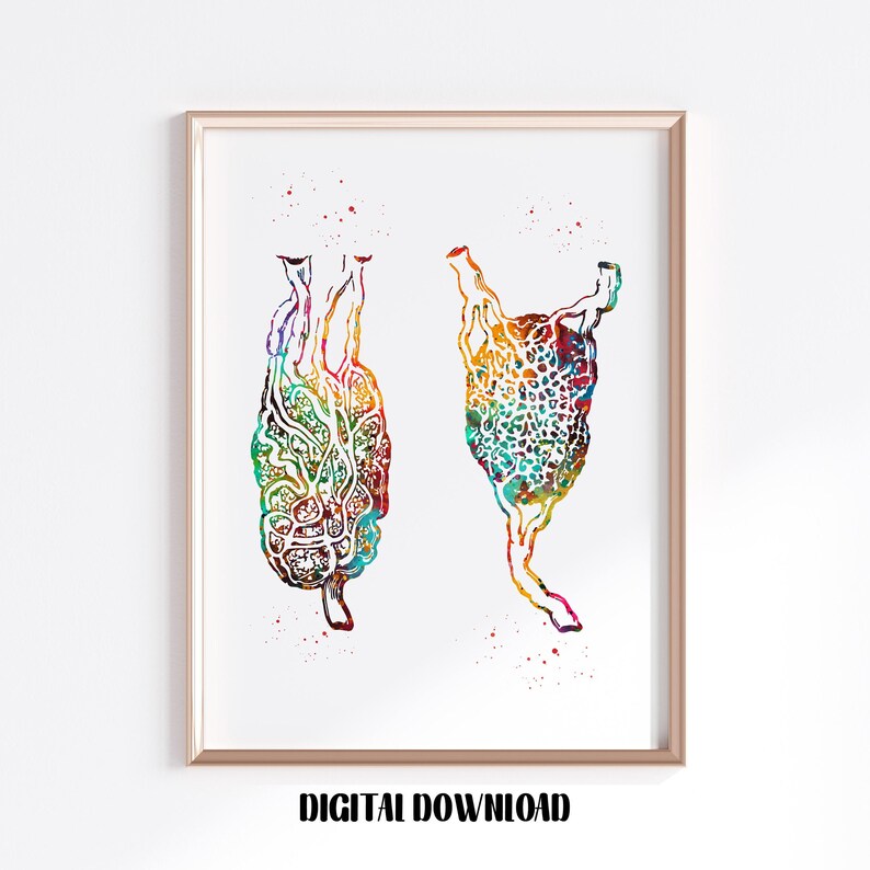 Lymph Node the Anatomical Structure of the Lymph Biology - Etsy