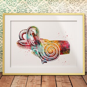 Human Ear Anatomy Audiology Cross Section of Ear Poster Medical Science ...