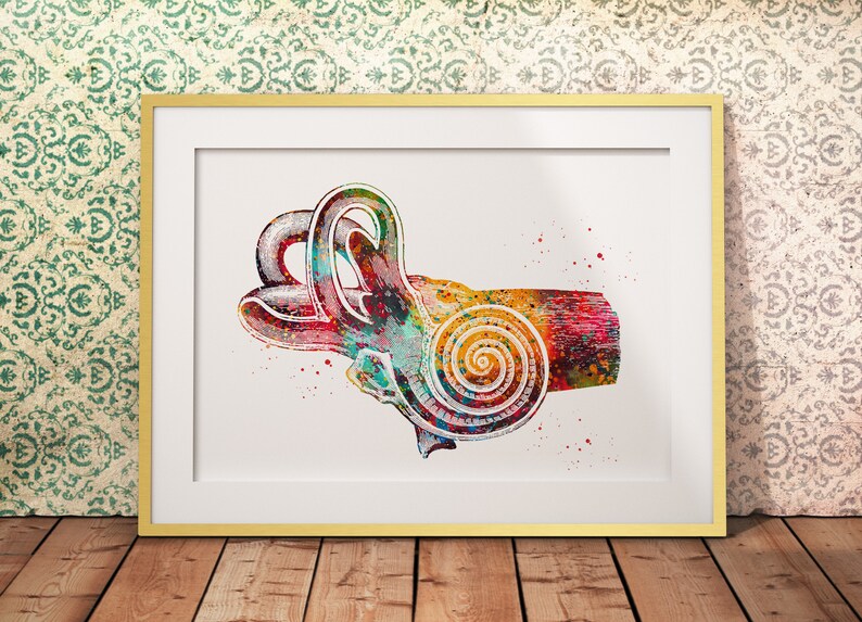 Human Ear Anatomy Audiology Cross Section of Ear Poster - Etsy