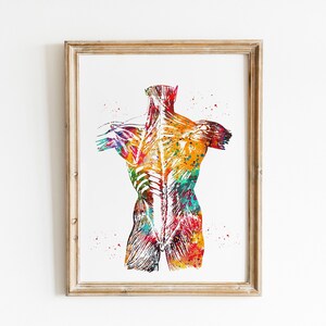 Back Muscles Human Muscles Anatomy Body Anatomical Biology Poster ...