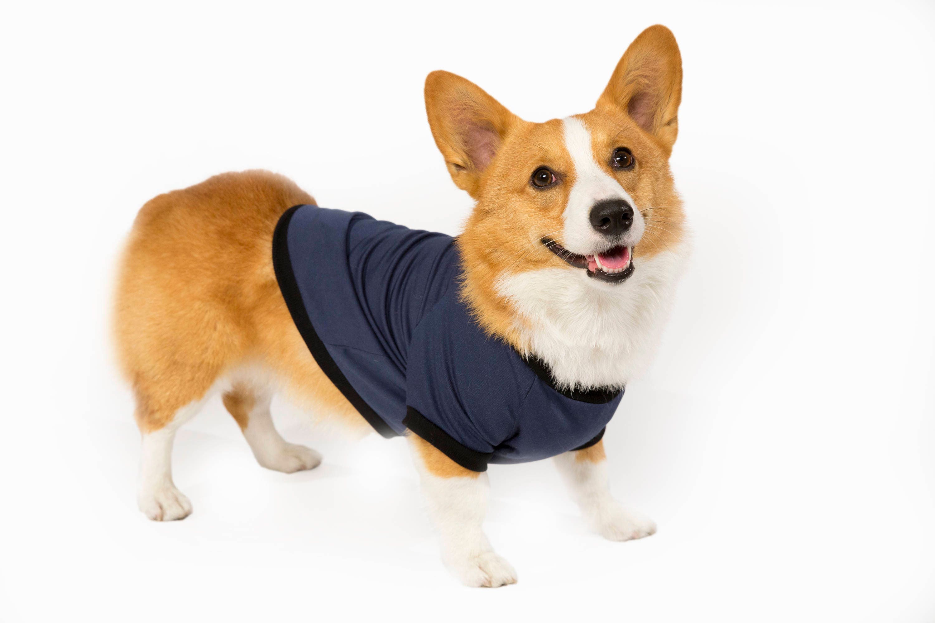 Homerun Corgi Shirt Navy clothes for Corgi Corgi clothes | Etsy