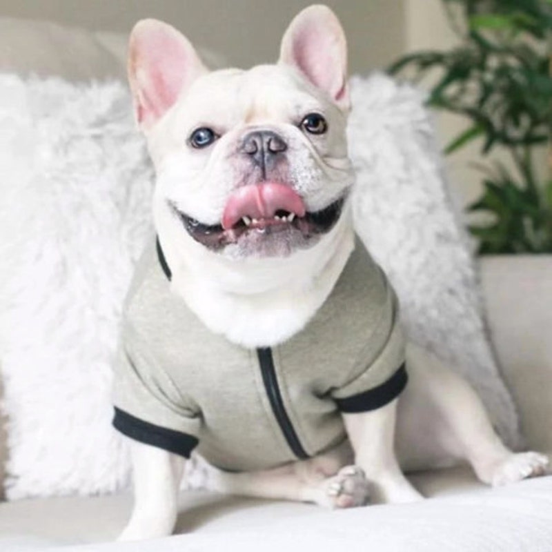 French Bulldog Clothing for Dog - Etsy