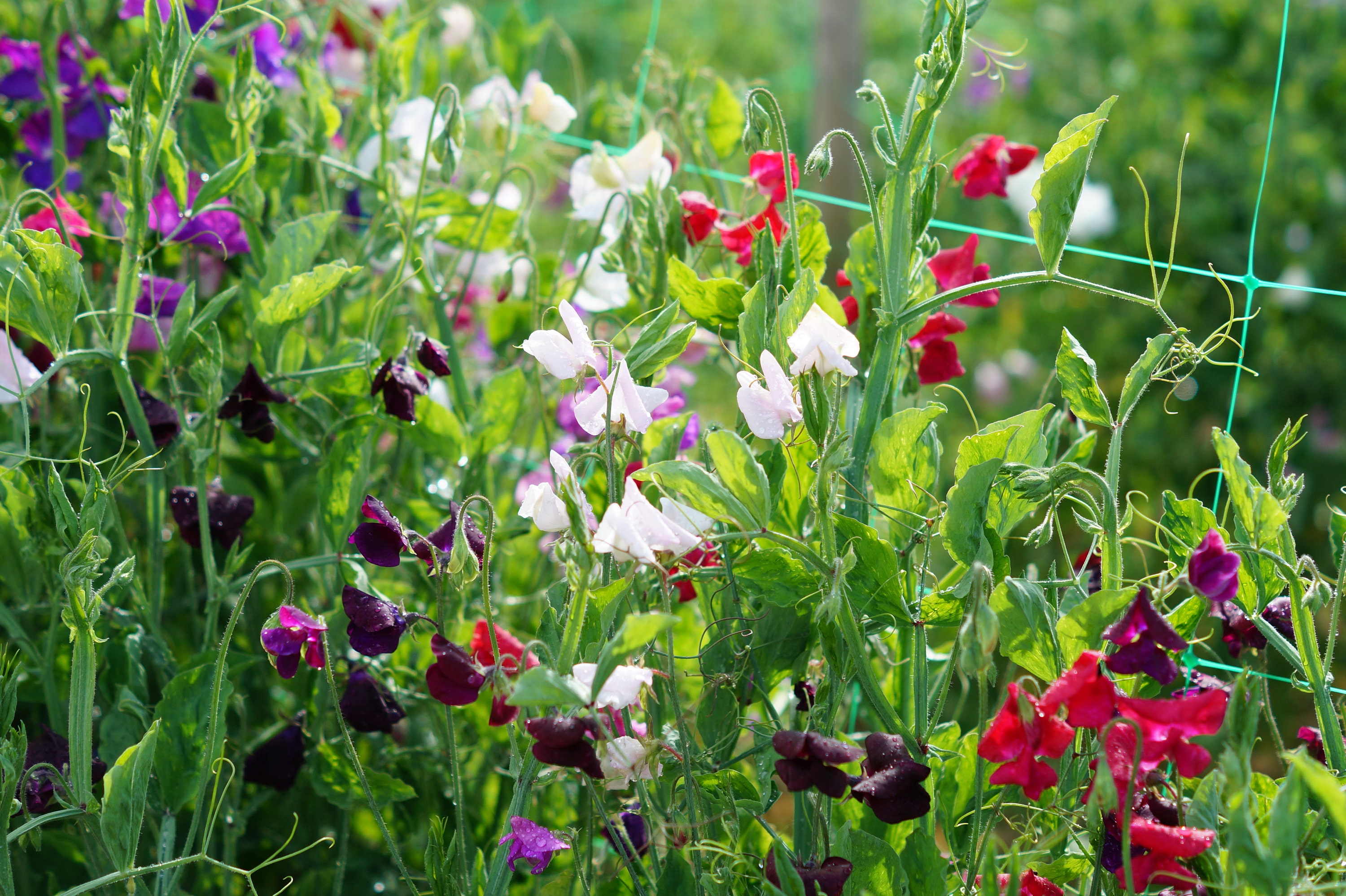 Grow Your Own Sweet Pea Plant Kit. Plastic Free Eco Gift. - Etsy UK