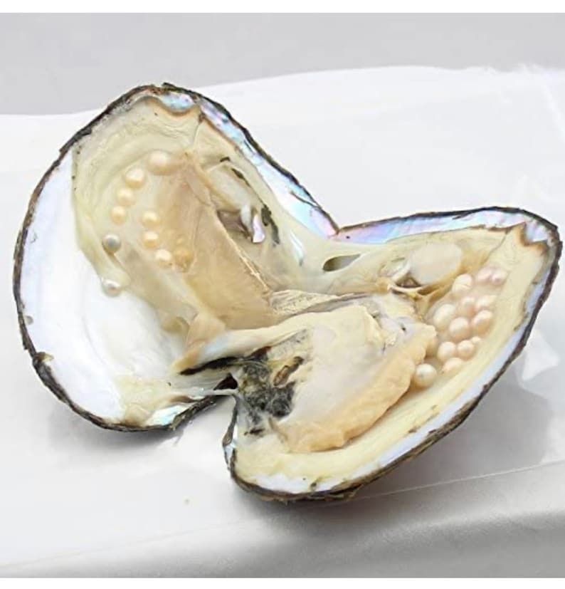 Giant Oyster With Pearls! - Etsy