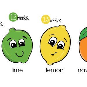 How Big is Our Baby Week by Week Fruit Sizes for Pregnancy | Etsy
