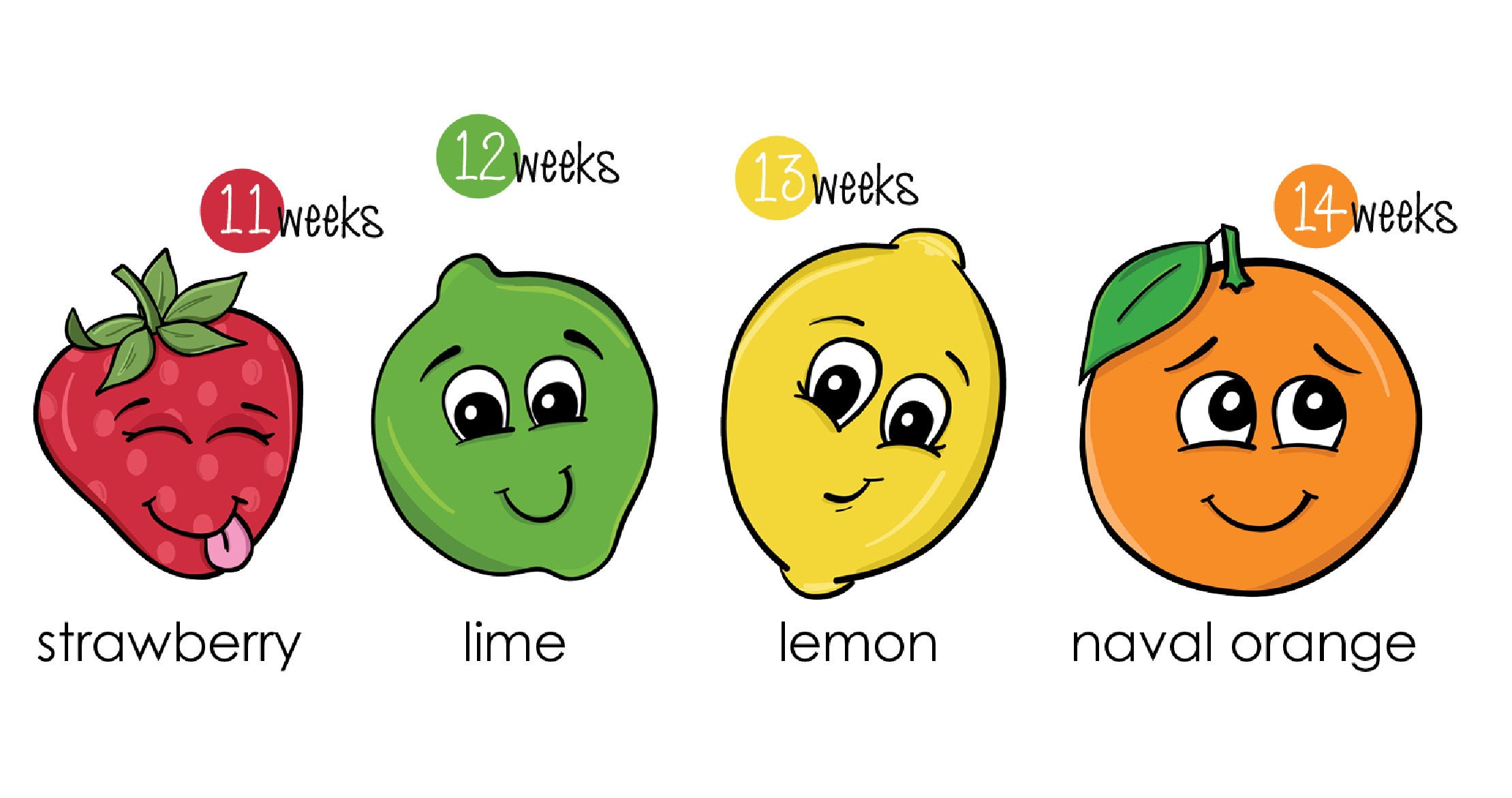 How Big is Our Baby Week by Week Fruit Sizes for Pregnancy | Etsy UK