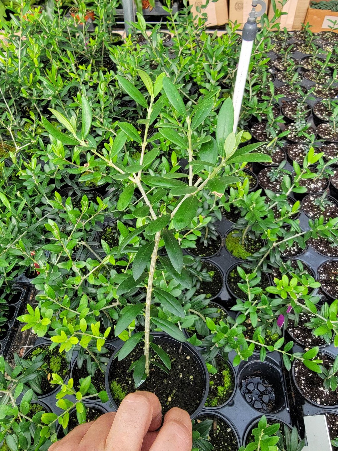 Arbequina Olive Tree in 4 Inch Pot, Well Established, 10-14 Inches Tall ...