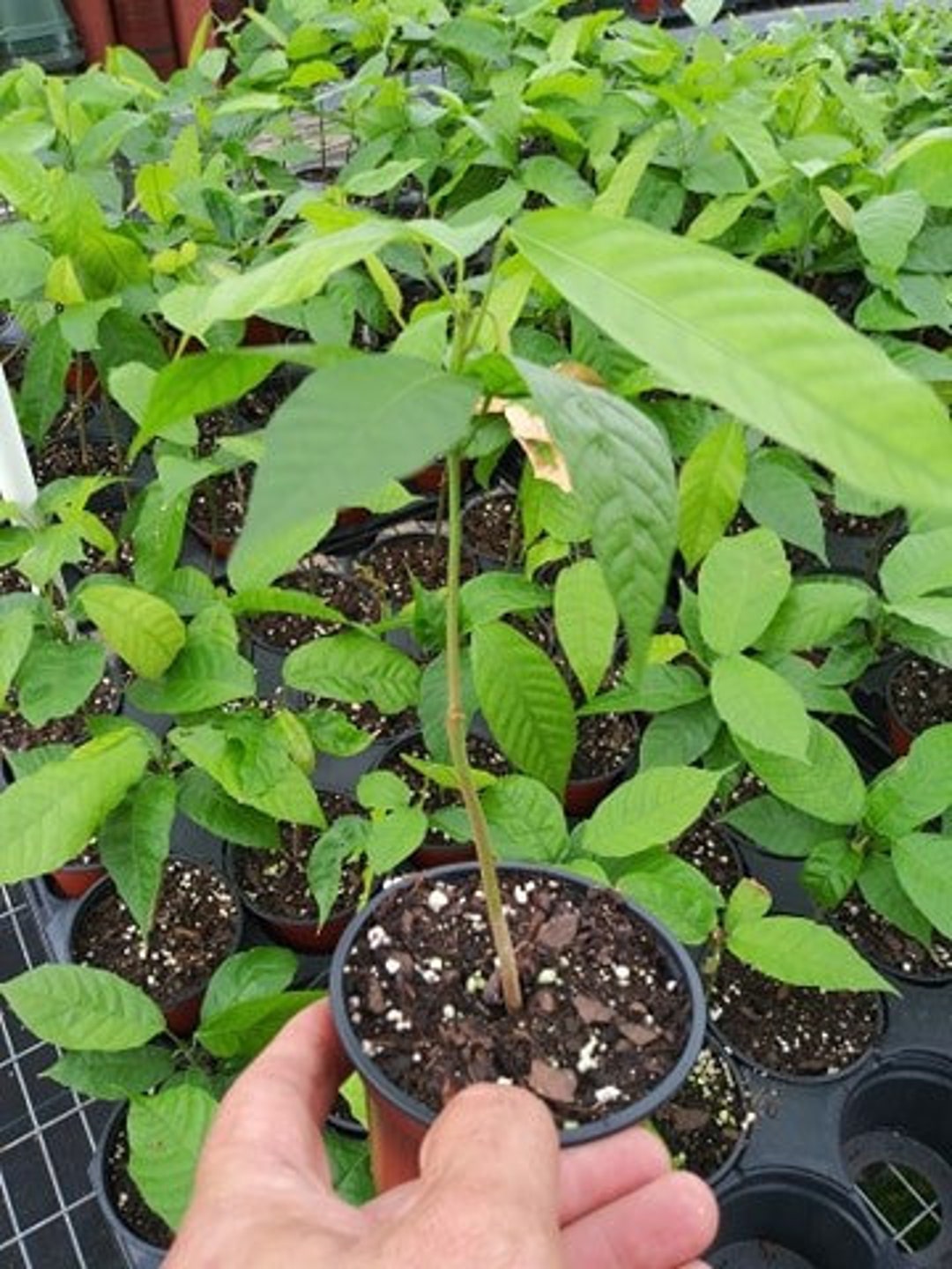 Live Cacao Tree! Theobroma Cacao in 4 Inch Pot 8-12 Inches Tall, Well ...
