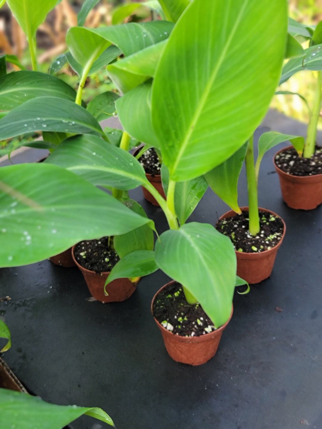 Live Musa Dwarf Namwah in 4 Inch Pot, 18-24 Inches Tall. Established ...
