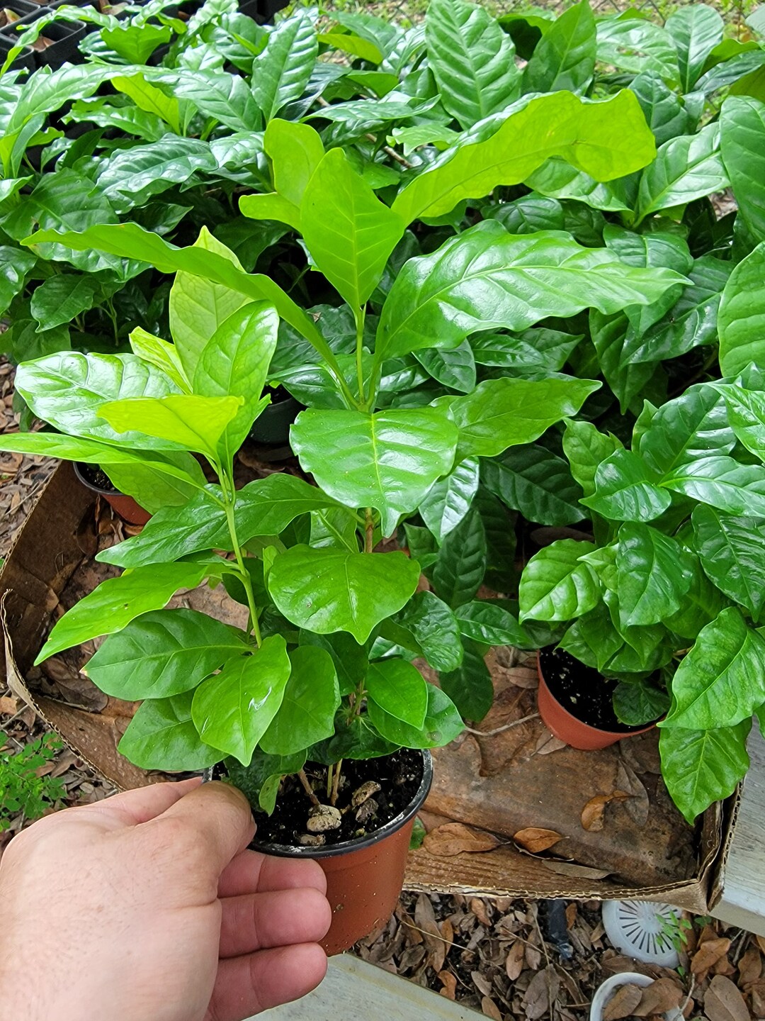 Coffee Arabica Live Plant in 4 Inch Pot. 5-9 Plants per Pot. Well ...